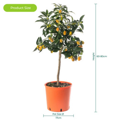 Kumquat Tree - Outdoor Fruit Tree, Grow Your Own Tasty Fruits, Ideal ...