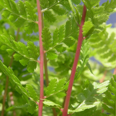 Lady In Red Fern Rubellum Athyrium Filix-Femina Hardy Outdoor Ferns ...