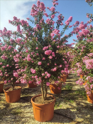 Lagerstroemia Pink Crape Myrtle Bush 2-3ft Supplied in a 18 Litre Pot