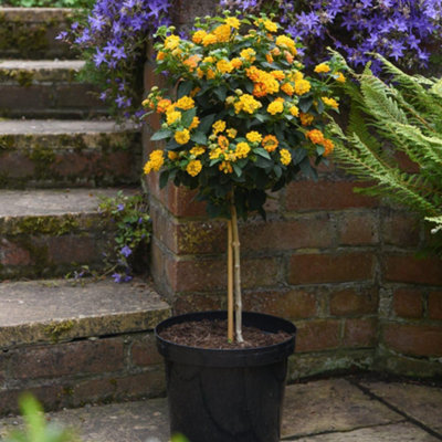 Lantana Orange Standard 19cm Potted Plant x 1