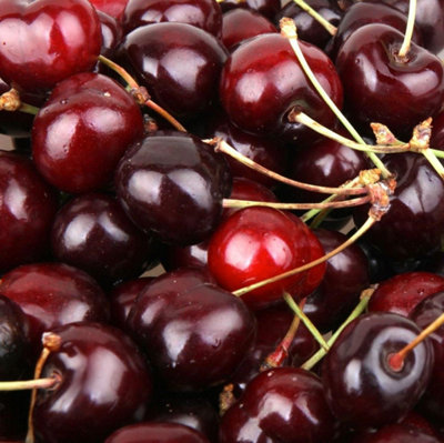 Lapins Sweet Cherry Fruit Tree 5-6ft Tall Juicy Red Cherries 7.5 Litre ...