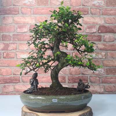 Large Chinese Elm (Ulmus Parvifolia) Bonsai Tree - Shaped - In 40cm Pot