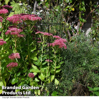 Large Conical Plant Support H60 x D25-22-18cm x 3