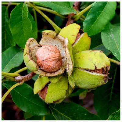 Large English Walnut Fruit Tree 4-5ft Tall in 6L Pot, Grow Nuts ...