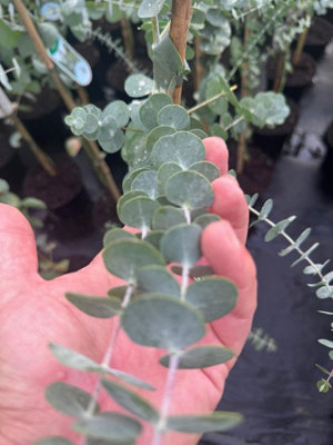 Large Eucalyptus Little Boy Tree 100-120cm in a 5 Litre Pot