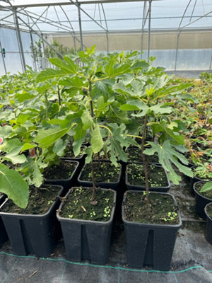 Buy Large Fig Tree 'Brown Turkey' 2ft Tall, in a 5L Pot, Ready to Fruit ...