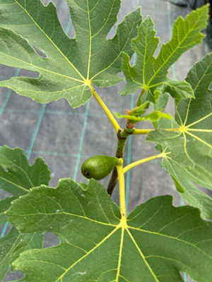 Buy Large Fig Tree 'Brown Turkey' 2ft Tall, in a 5L Pot, Ready to Fruit ...