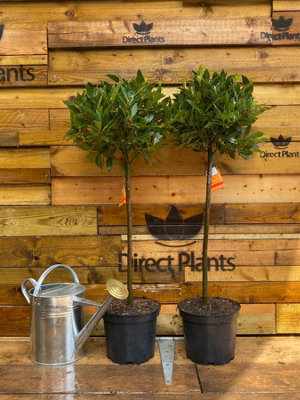 Large Laurus Nobilis Lollipop Standard Bay Tree 80-100cm Tall in a 5 ...