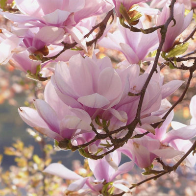 Large Magnolia George Henry Kern Tree 5-6ft in a 7.5 Litre Pot By ...