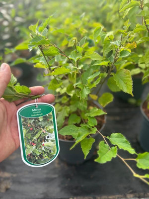 Large Morus Mulberry BonBonBerry Mojo Fruit Bush Berry in a 3 Litre Pot ...