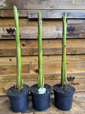 Large Musa Basjoo Fully Hardy Banana Fruit Tree 60-80cm Tall in a 3 ...