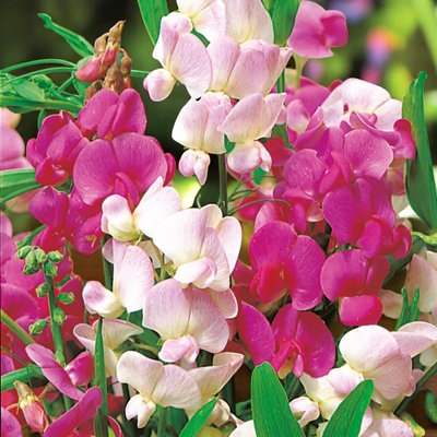 Lathyrus Latifolius Mixed 1 x 9cm Pot - Perennial Sweet Pea Plants ...