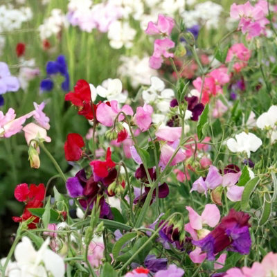 Are Sweet Pea Plants Perennial