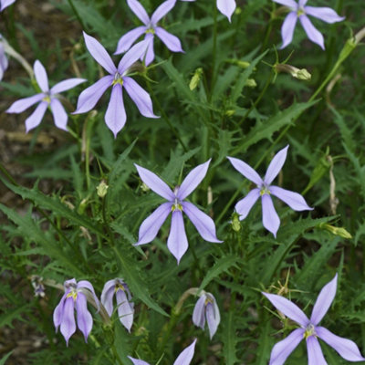 Laurentia Blue Stars Seeds - Starry Blue Flowers for Containers Baskets ...