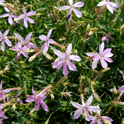 Laurentia Grande Pink Seeds - Pale Pink Star Flowers for Beds Borders ...