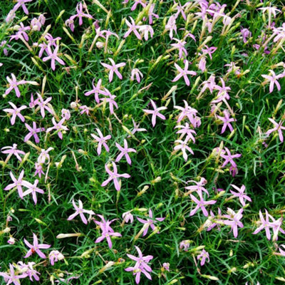 Laurentia Grande Pink Seeds - Pale Pink Star Flowers for Beds Borders ...