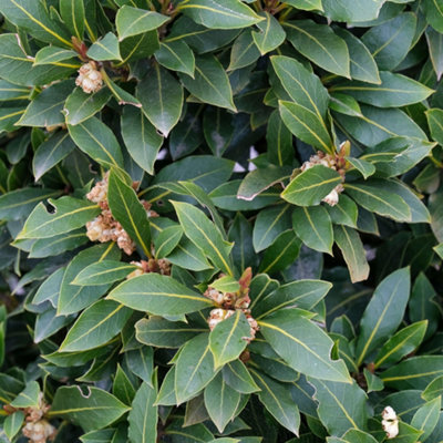 Laurus Nobilis - Aromatic Bay Laurel, Hardy Shrub (2 Plants, 30-40cm ...