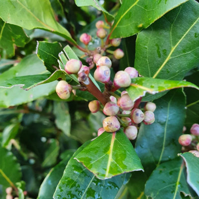Laurus Nobilis - Aromatic Bay Laurel, Hardy Shrub (2 Plants, 30-40cm ...