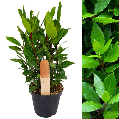 Laurus nobilis, Bay Tree, Large Plant in a 12cm Pot, Cooking Bay Leaf ...