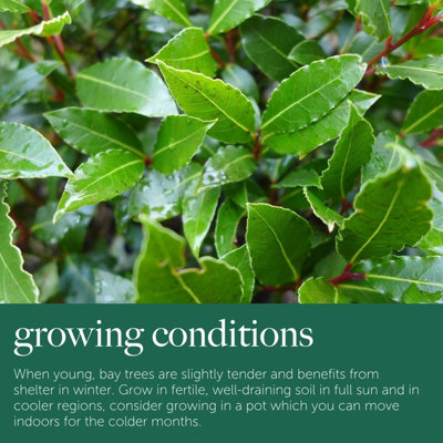 Laurus nobilis, Bay Tree, Large Plant in a 12cm Pot, Cooking Bay Leaf ...