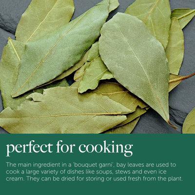 Laurus nobilis, Bay Tree, Large Plant in a 12cm Pot, Cooking Bay Leaf ...