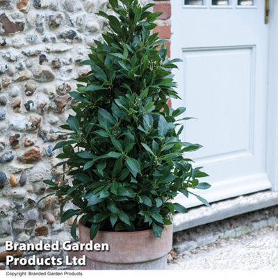 Laurus nobilis Bay Tree Pyramid 90cm Tall - Potted Plant x 1 | DIY at B&Q