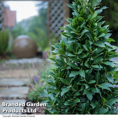 Laurus nobilis Bay Tree Pyramid 90cm Tall - Potted Plant x 1