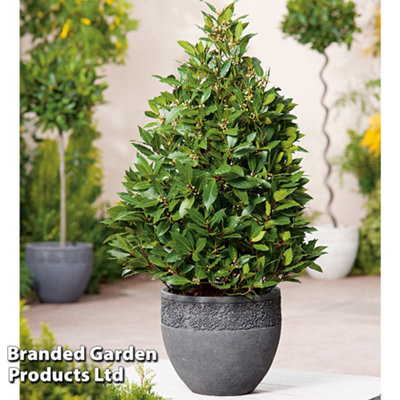 Laurus nobilis Bay Tree Pyramid 90cm Tall - Potted Plant x 1