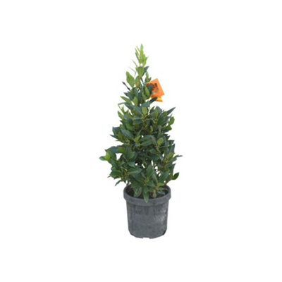 Laurus nobilis Pyramid 120cm Tall 25cm Potted Plant x 1