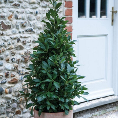 Laurus nobilis Pyramid 120cm Tall 25cm Potted Plant x 1
