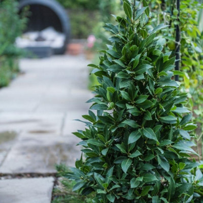 Laurus nobilis Pyramid 90cm Tall 20cm Potted Plant x 2