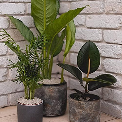 Lava-Lite No-Gnats Natural House Plant Fungus Gnat Control Child & Pet ...