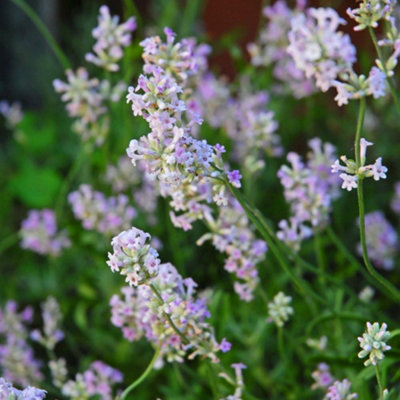 Lavandula (Lavender) Angustifolia Rosea 9cm Potted Plant x 3