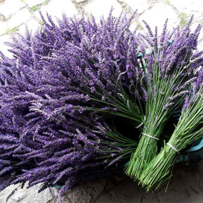 Lavandula Lavender Intermedia Phenomenal 1 Litre Potted Plant x 1