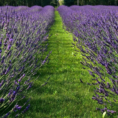 Lavandula x Intermedia Phenomenal Lavender 9cm Pot Shrub Plant
