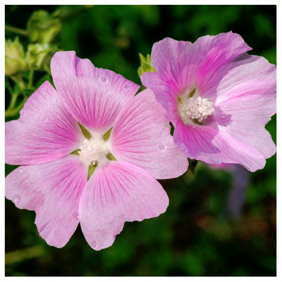 Lavatera Clementii Rosea / Tree Mallow, In 2L Pot, Stunning Long ...