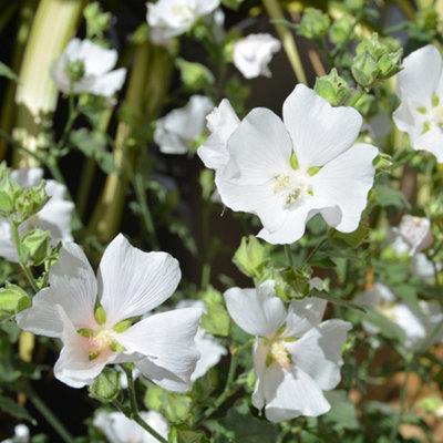 Lavatera Marshmallow Ice White Established Plant in 9cm Pot | DIY at B&Q