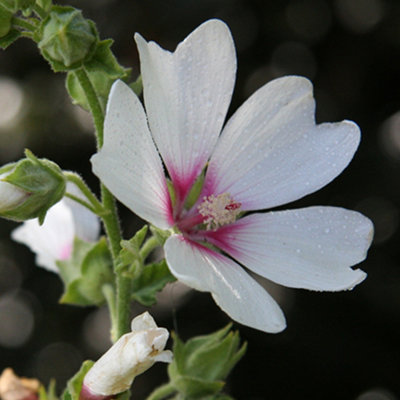 Lavatera Mary Hope Garden Plant - White and Pink Blooms, Compact Size ...