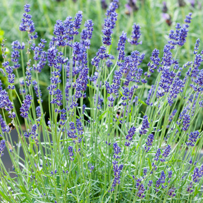 Lavender Angustifolia, Carry Six Pack (15-25cm Height Including Pot ...