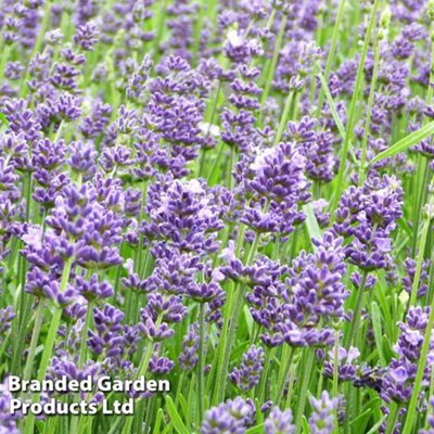 Lavender Angustifolia Essence Purple 1 Litre Pot x 1