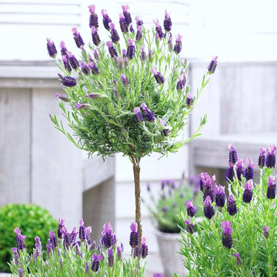 Lavender Anouk Lollipop Tree in 15cm Pot - Lavandula Stoechas Anouk on ...