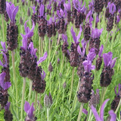 Lavender Anouk Lollipop Tree in 15cm Pot - Lavandula Stoechas Anouk on ...