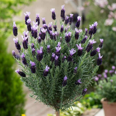 Lavender Anouk Lollipop Tree in 15cm Pot - Lavandula Stoechas Anouk on ...