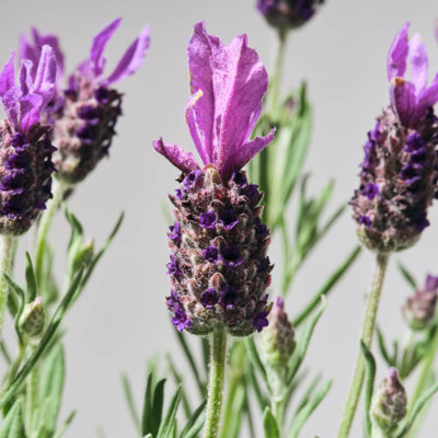 Lavender Anouk Lollipop Tree in 15cm Pot - Lavandula Stoechas Anouk on ...