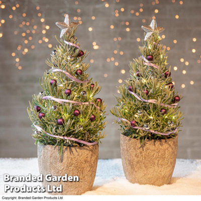 Lavender Christmas Tree (Pyramid) 15cm Pot x 1 (Height 30-40cm)