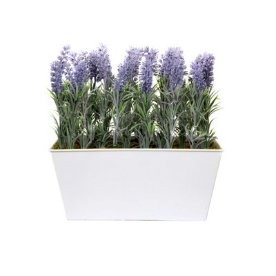 Lavender in White Tin Planter (Window Box) 30cm