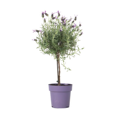 Lavender - Lavandula stoechas Anouk - Height 45-55cm - Pot 15cm