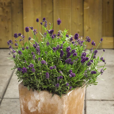 Lavender Mini Blue 1 Packet (20 Seeds)