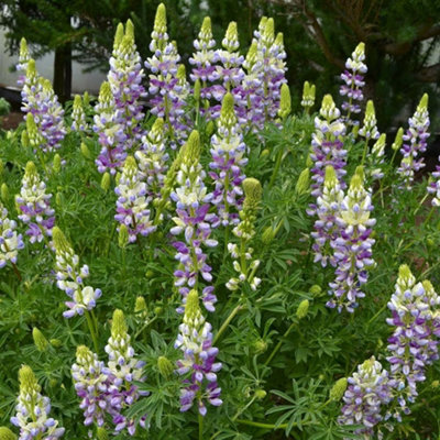 Lavender Spires Tree Lupin Outdoor Shrub Plant Lupinus Arboreus 2L Pot