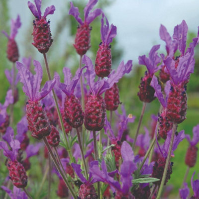 Lavender Stoechas Papillon 3 Litre Potted Plant x 1